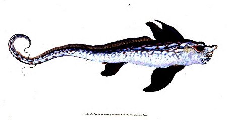 Chimaera monstrosa | Shark-References